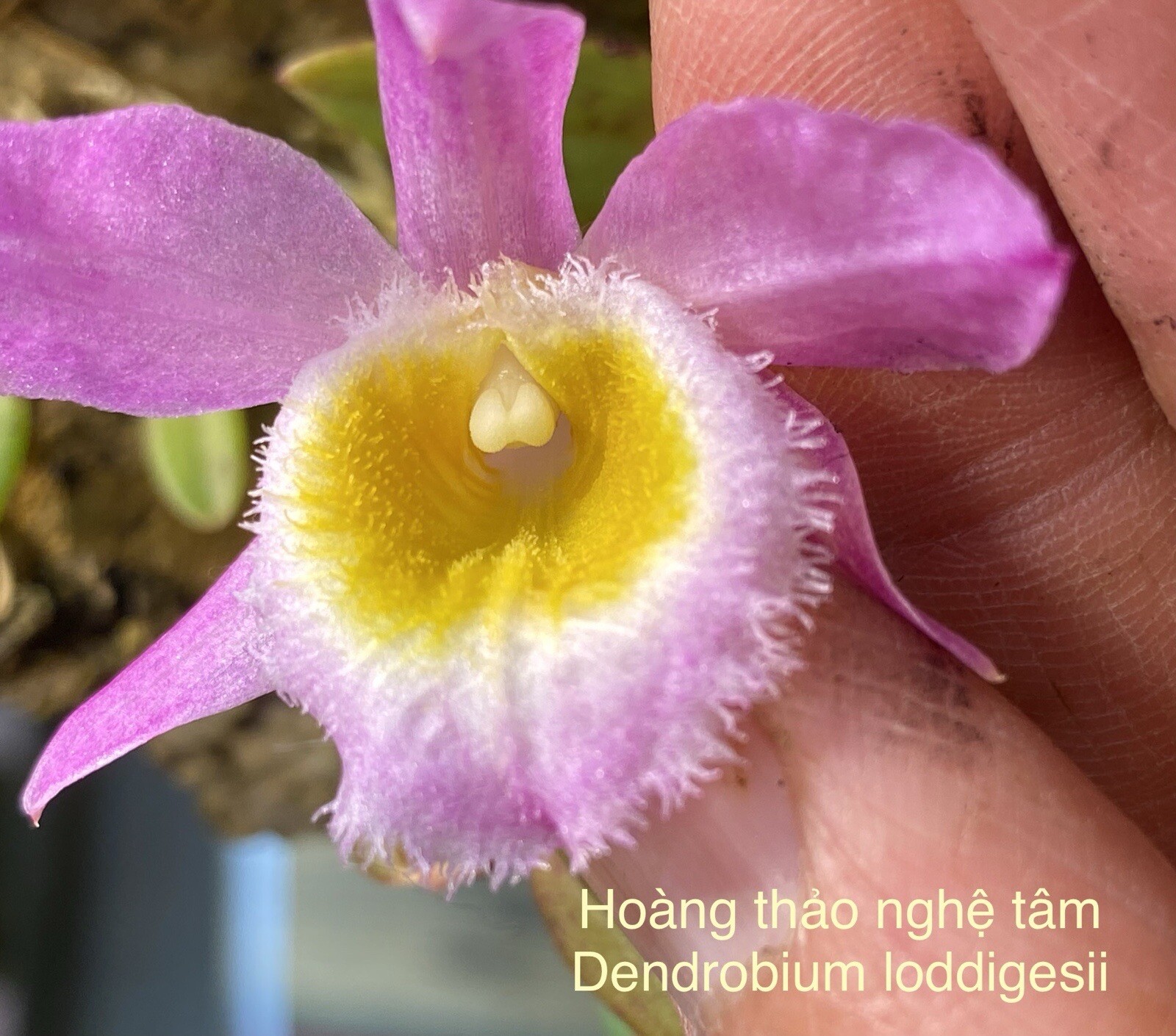 Beautiful and Fragrance Orchids Specie Dendrobium loddigesii - 2 Small Seedlings | eBay