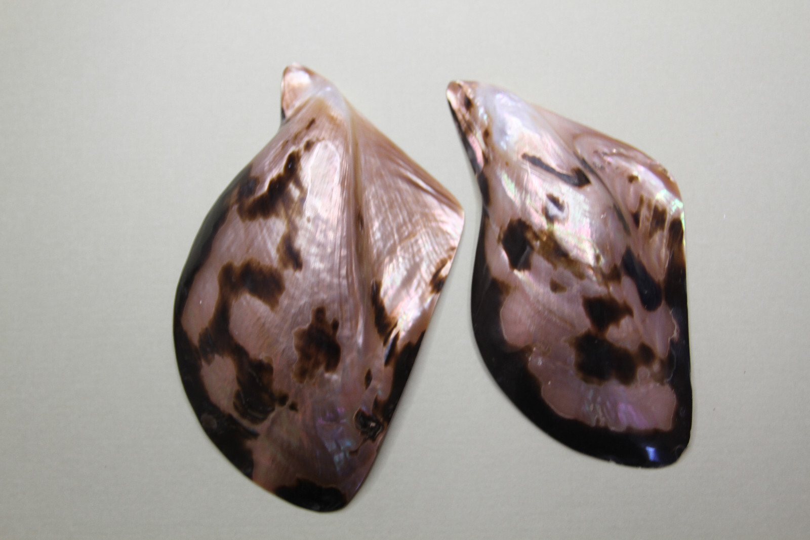 Mother Of Peral Seashell, Brown Lip Mosiac Center Piece Display ...