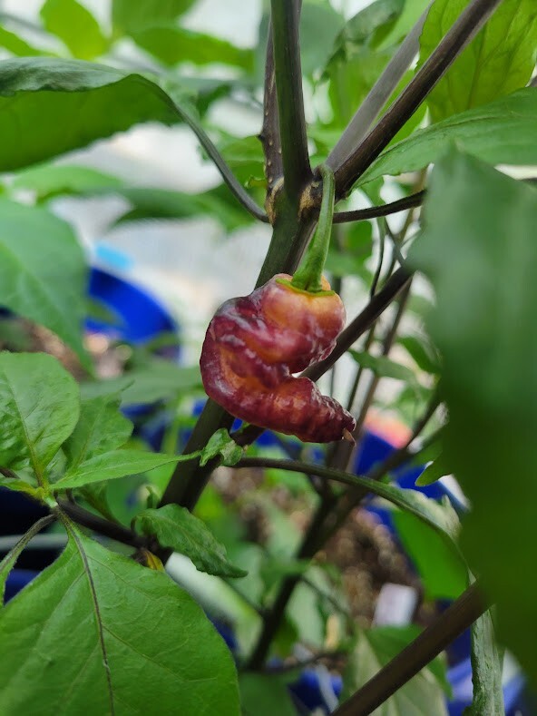 Thors Thunderbolt Hot Pepper Seeds 300,000-500,000 Scoville SHU Unique ...