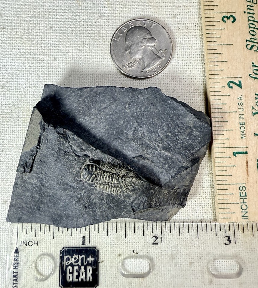 Triarthrus Eatoni Trilobite Fossil ~ Ontario Canada ~ Ordovician Period ...