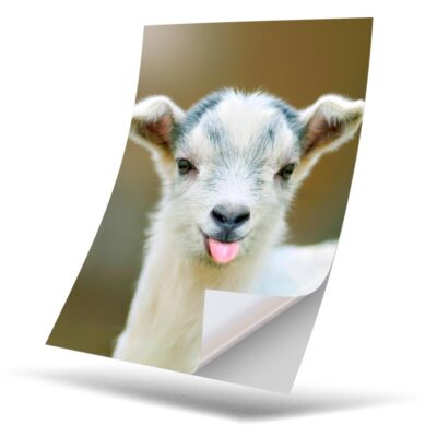1 x Vinyl Sticker A4 - Cute White Goat Farm Animal #3309 | eBay