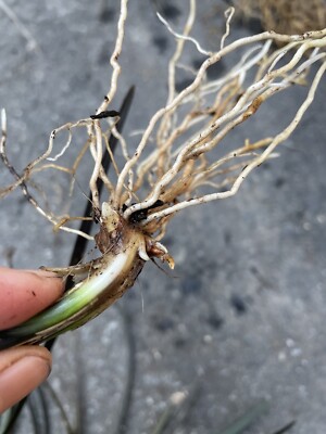 200 Dwarf Green Mondo Grass - Bare Root | eBay