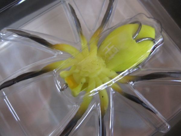 Ranker Hunt Large Phantom Spider 04 Poison New Hollow Frog Spider ...