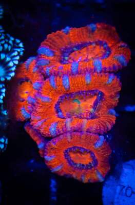 WYSIWYG Rainbow Acan Lord Live Coral Frag Vibrant LPS for Reef Aquarium ...