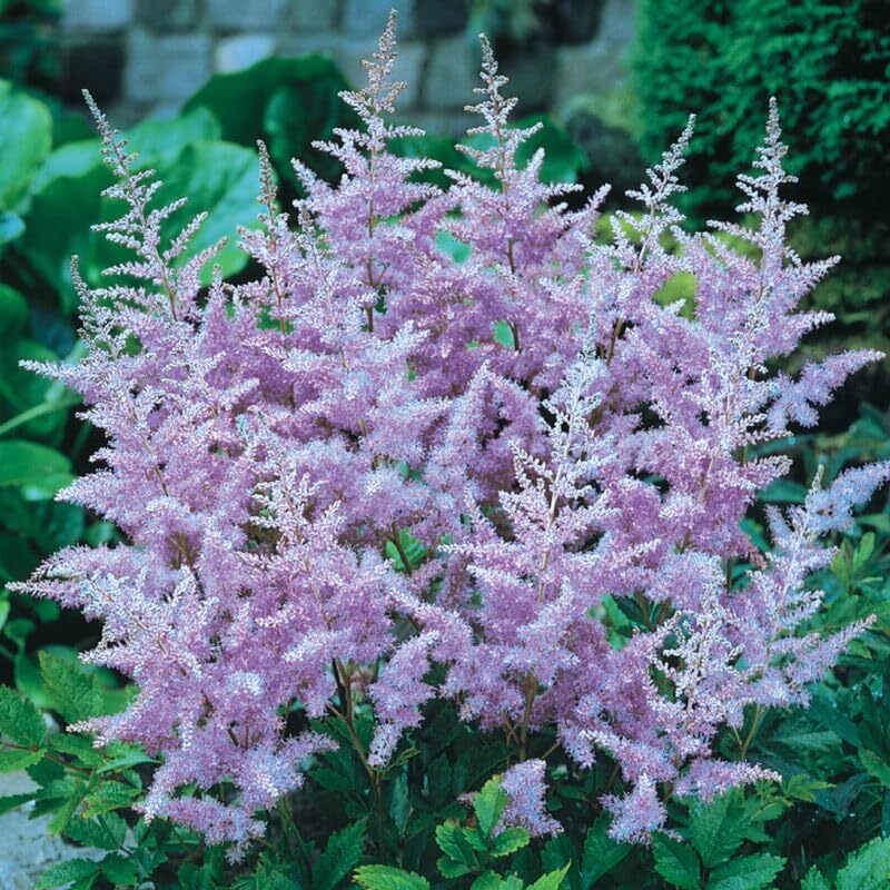 Votaniki Astilbe Mix Roots- Astilbe Mixed Colors | Perennial Astilbe ...