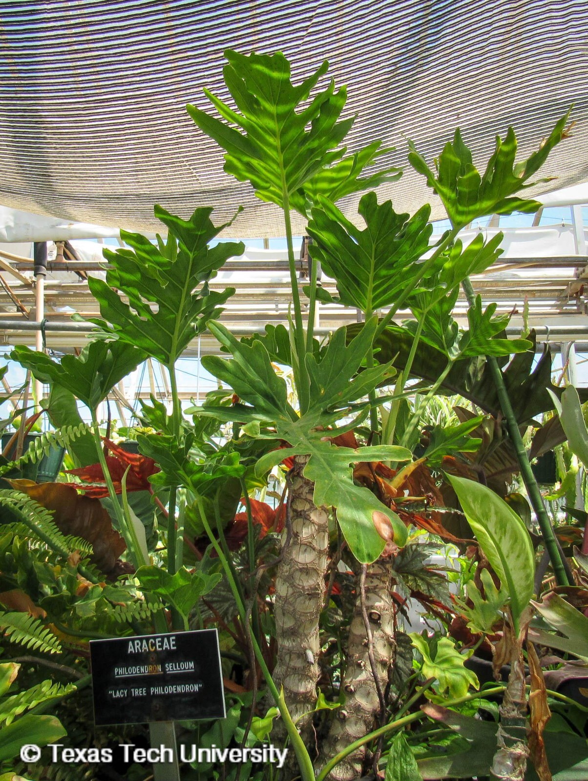 3ft LIVE PLANT Philodendron Selloum Hope - Horsehead - Lacy Tree ...