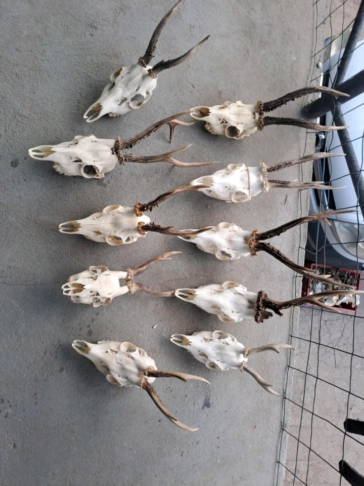 Set - 10 Roe Deer Roebuck Deer Skulls Antlers Deer Skull Anatomy ...