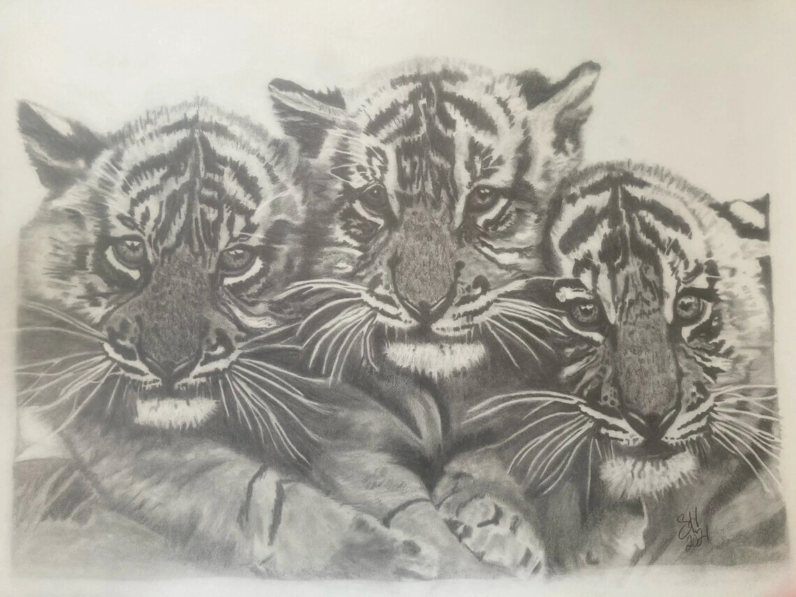 Tiger Cubs Drawings