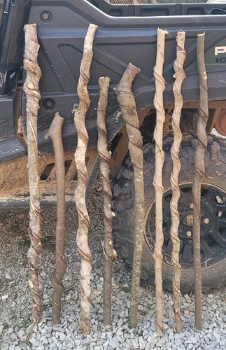 BEAUTIFUL!! Set of 8 FRESH Cut Vine Twisted Stick with Bark~ Read ...