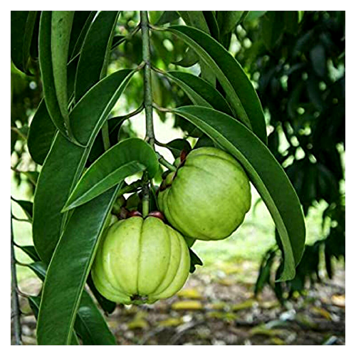 Goraka Garcinia Cambogia Real Tasty HighQuality Product free sipping | eBay