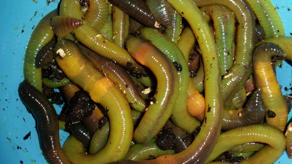 Green Canadian Nightcrawlers Treated with Worm-Glo. Free Shipping | eBay