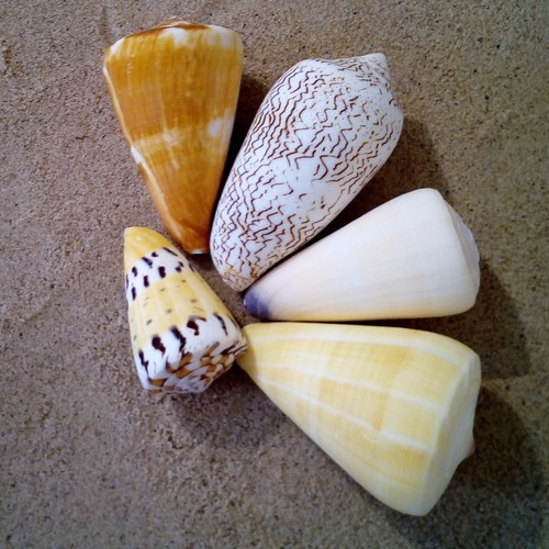 Shells Seashells, Beach Shells, Individual Sea Shells - Choice of Over ...