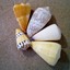 Shells Seashells, Beach Shells, Individual Sea Shells - Choice of Over ...