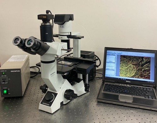 Olympus CKX41 Fluorescence + Phase Contrast Inverted Microscope | eBay