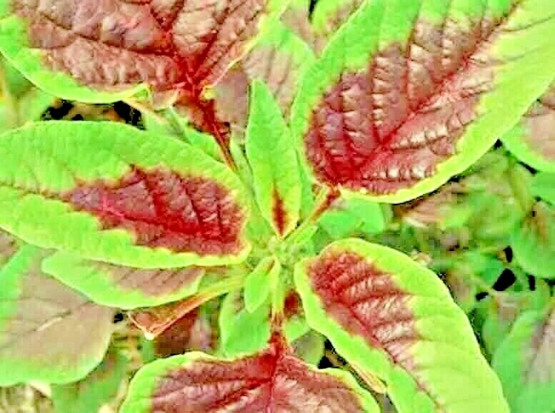 RED AMARANTH 100+ SEEDS STRIPE LEAF CHINESE SPINACH YIN CHO VEGETABLE ...