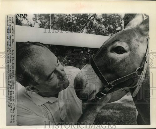 1965 Press Photo Vice President Hubert Humphrey inspecting a donkey at ...