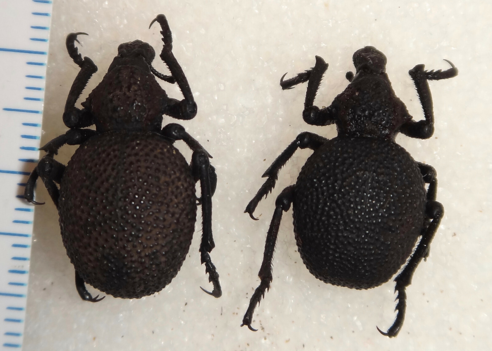 Curculionidae Brachycerus sp. Pair? Zambia #58D African Weevil Beetle ...