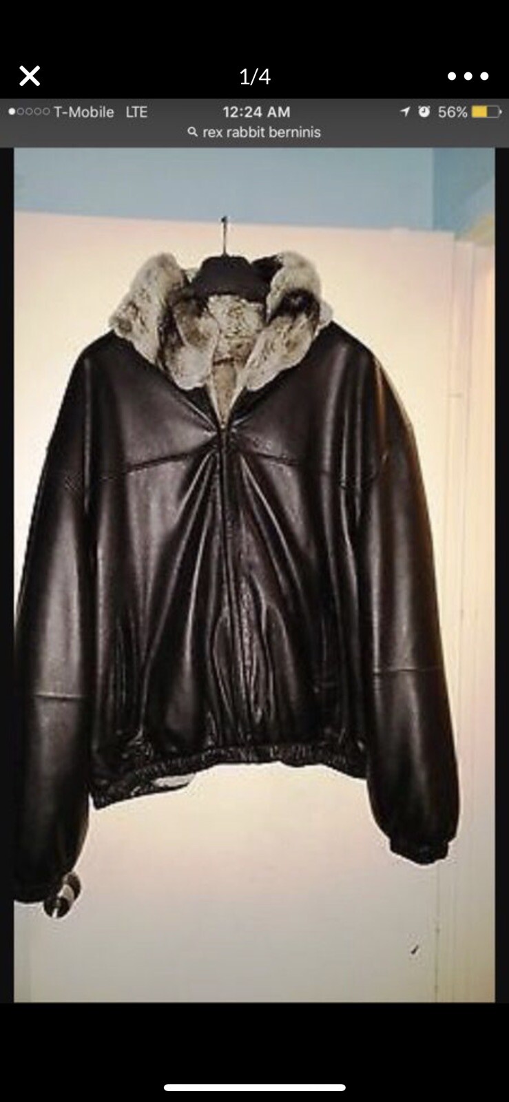 Chinchilla Rex Rabbit | eBay