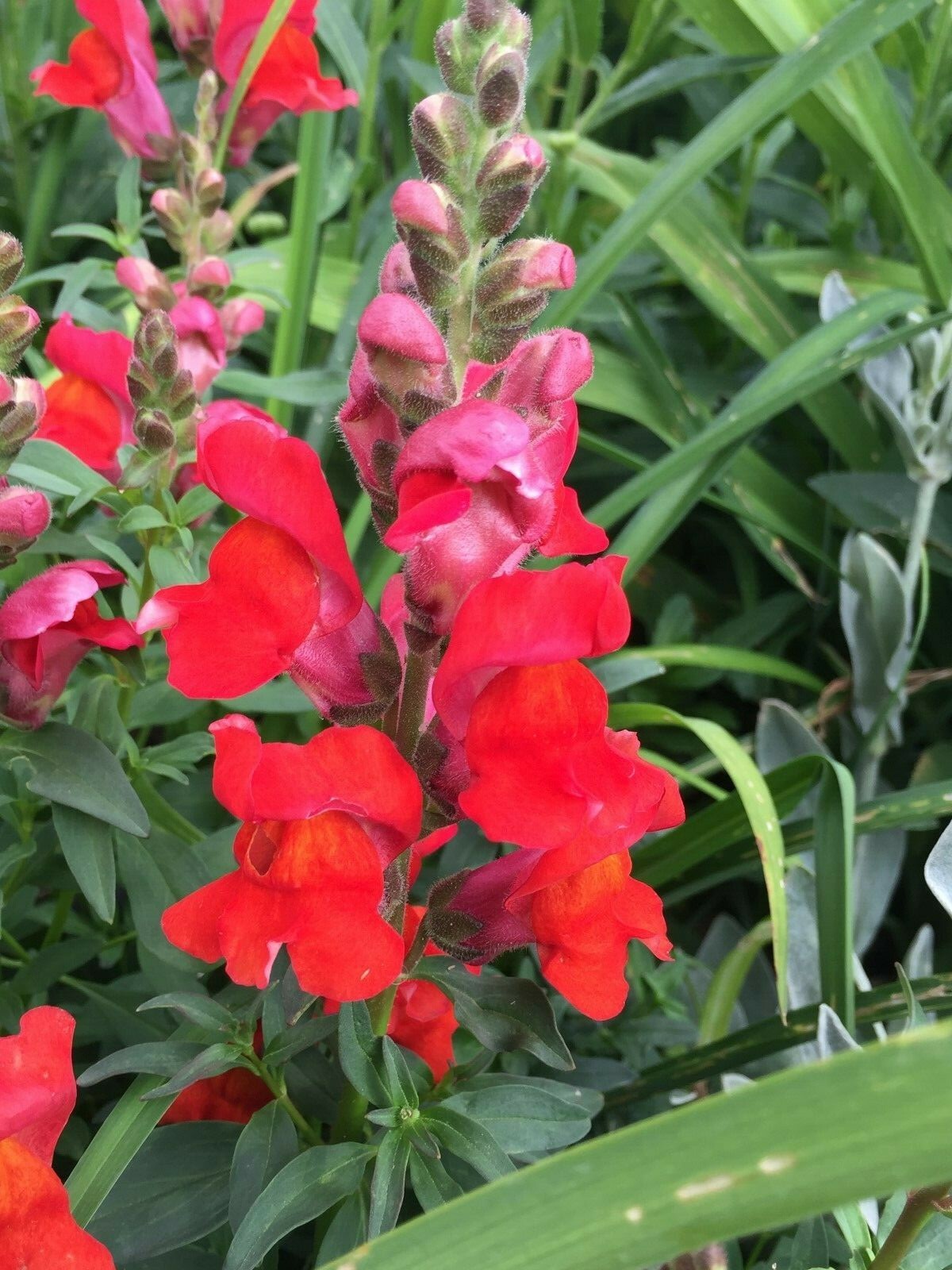 300 seeds Snapdragon Deep Orange Flame Annual + gift | eBay