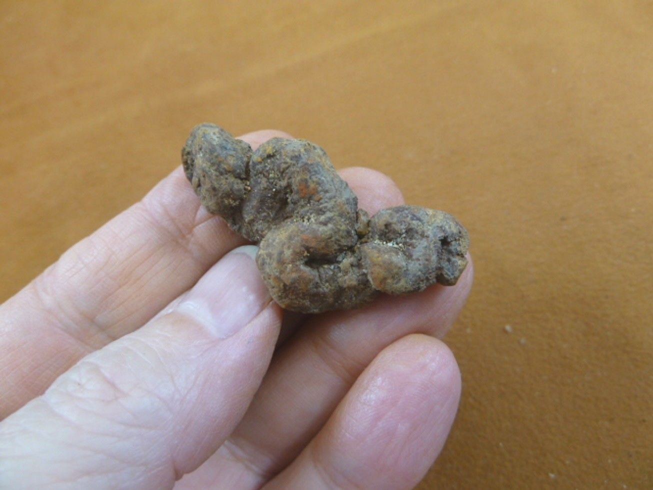 (PP445-17) 1" Genuine Fossil TURTLE POOP shapely Coprolite DUNG WEIRD ...