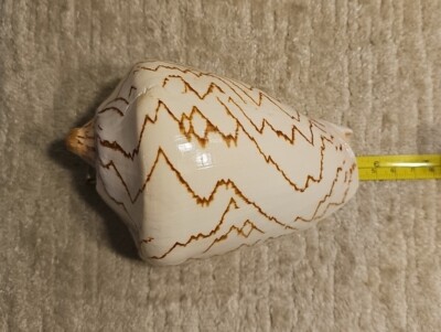 Voluta Nobilis /Cymbiola Nobilis Shell Polished Large 5 1/2 In | eBay