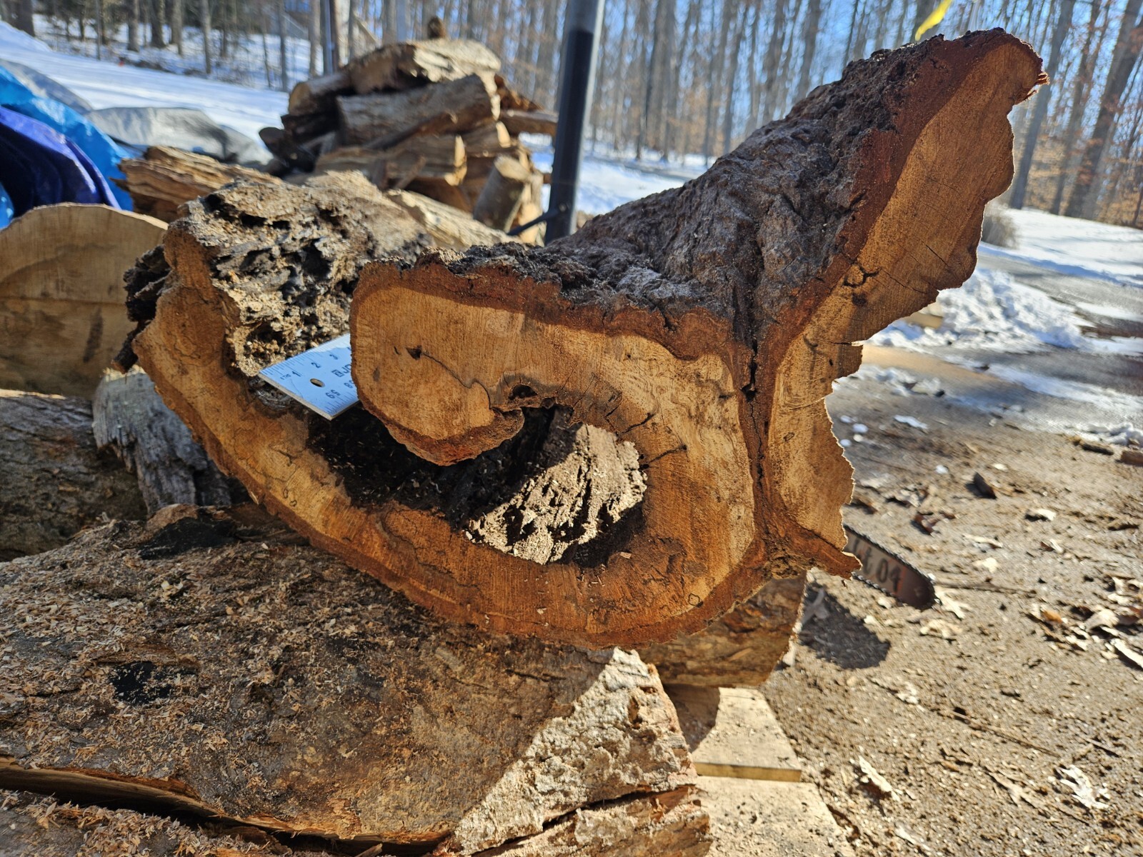Large Natural Wood Tree Burl, Beautiful Oak Tree Growth / Lumber ...