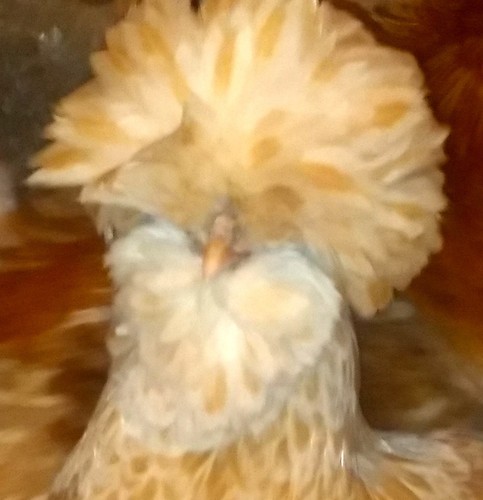 6 ++ Fertile Bearded Buff Laced Polish Hatching Eggs LF Frizzle | eBay