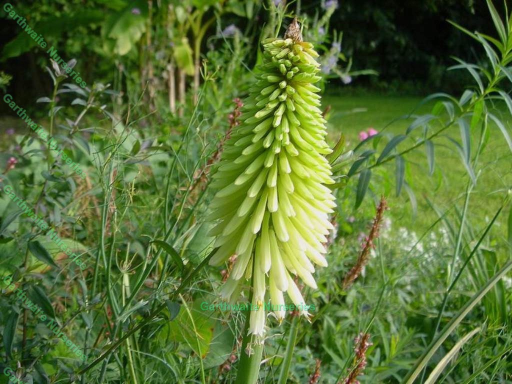 POTTED 1 LITRE KNIPHOFIA ICE QUEEN (RED HOT POKER) BULBS SUMMER GARDEN ...