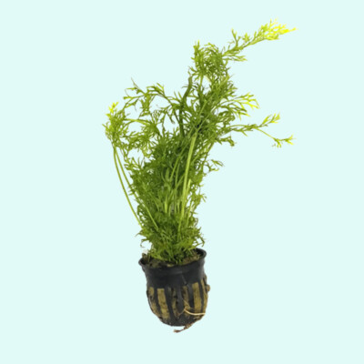 BUY 2 GET 1 FREE Water Sprite (Indian Fern) 2 Inch Pot Live Aquarium ...