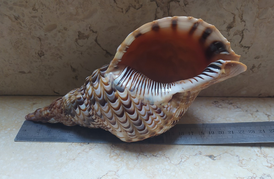 charonia tritonis trumpet conch sea snail 225 mm red sea shell super ...