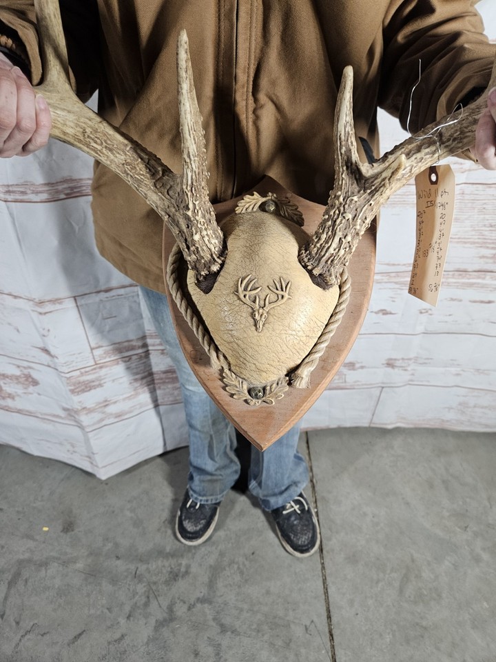 Wild 11 Point Whitetail Deer Antler Rack Horn Skull Plate Mount Man ...