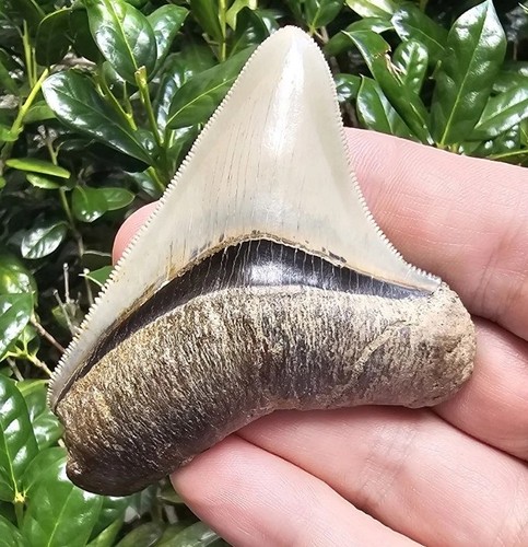 Georgia Megalodon Shark Tooth Fossil Not Chubutensis | eBay