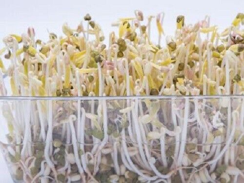 Protein Bean Seeds Heirloom Sprouting Bean Seeds Protein Beans Sprout ...