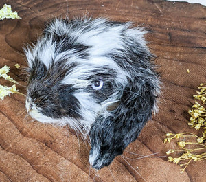 Scenic City Oddities | eBay Stores