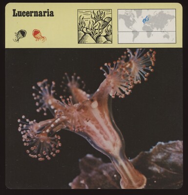 Lucernaria Safari Cards Rencontre Invertebrates | eBay
