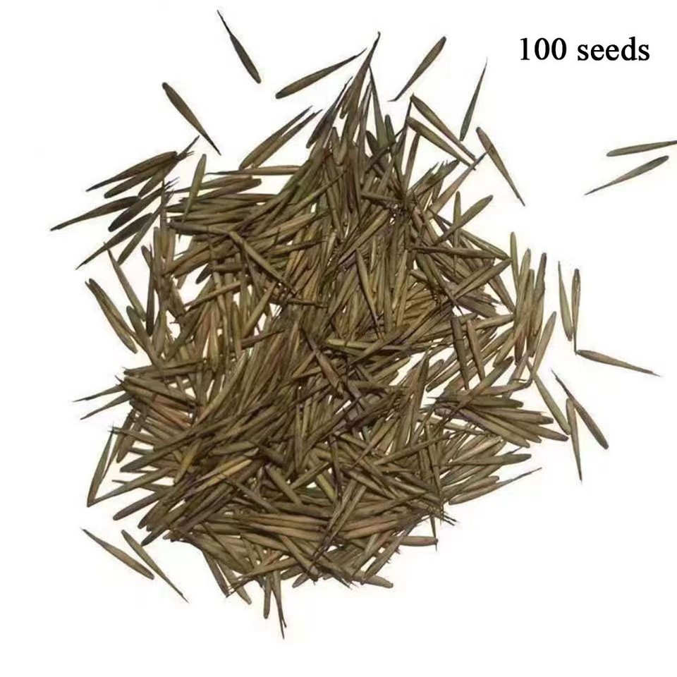 100 x Moso Bamboo Seeds. Phyllostachys Edulis Pubescens Giant Hardy ...