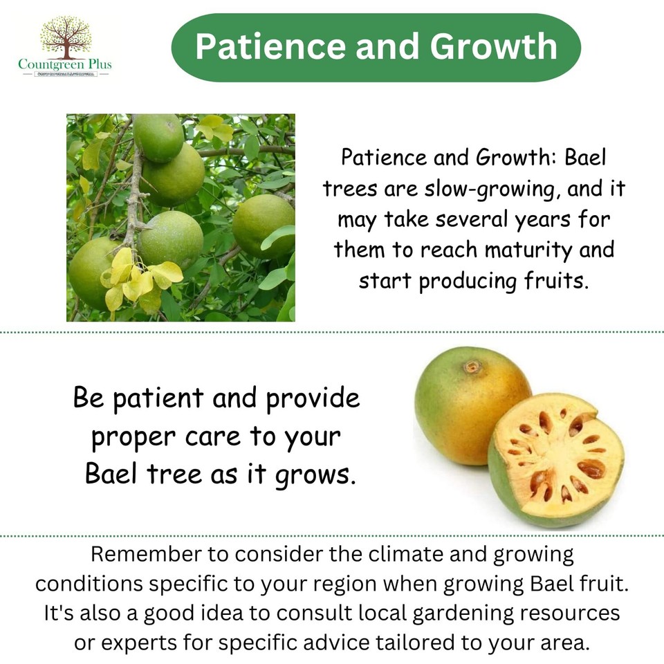 Countgreen Plus Bel Patra (Bael Leaves/Aegle Marmelos/Bilva) 50 Fruit ...