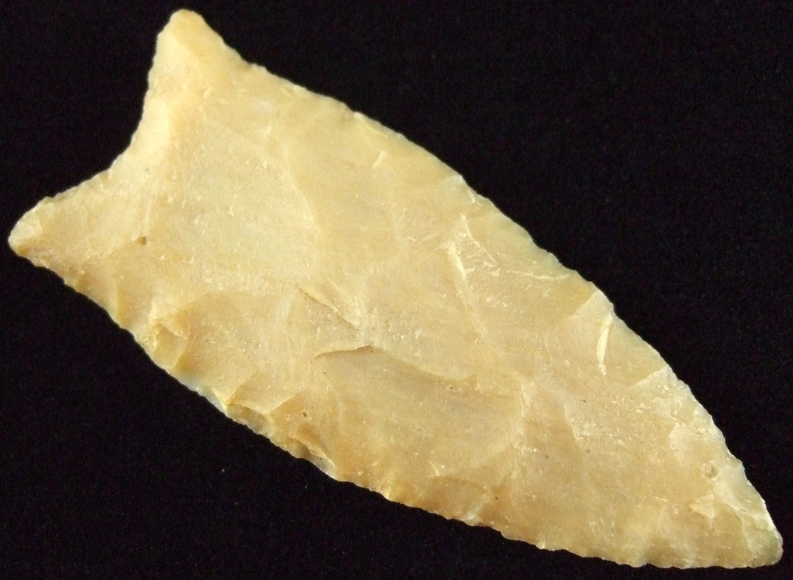 Exceptionally Fine Colored 3 3/8 inch Florida Simpson Point with COA ...