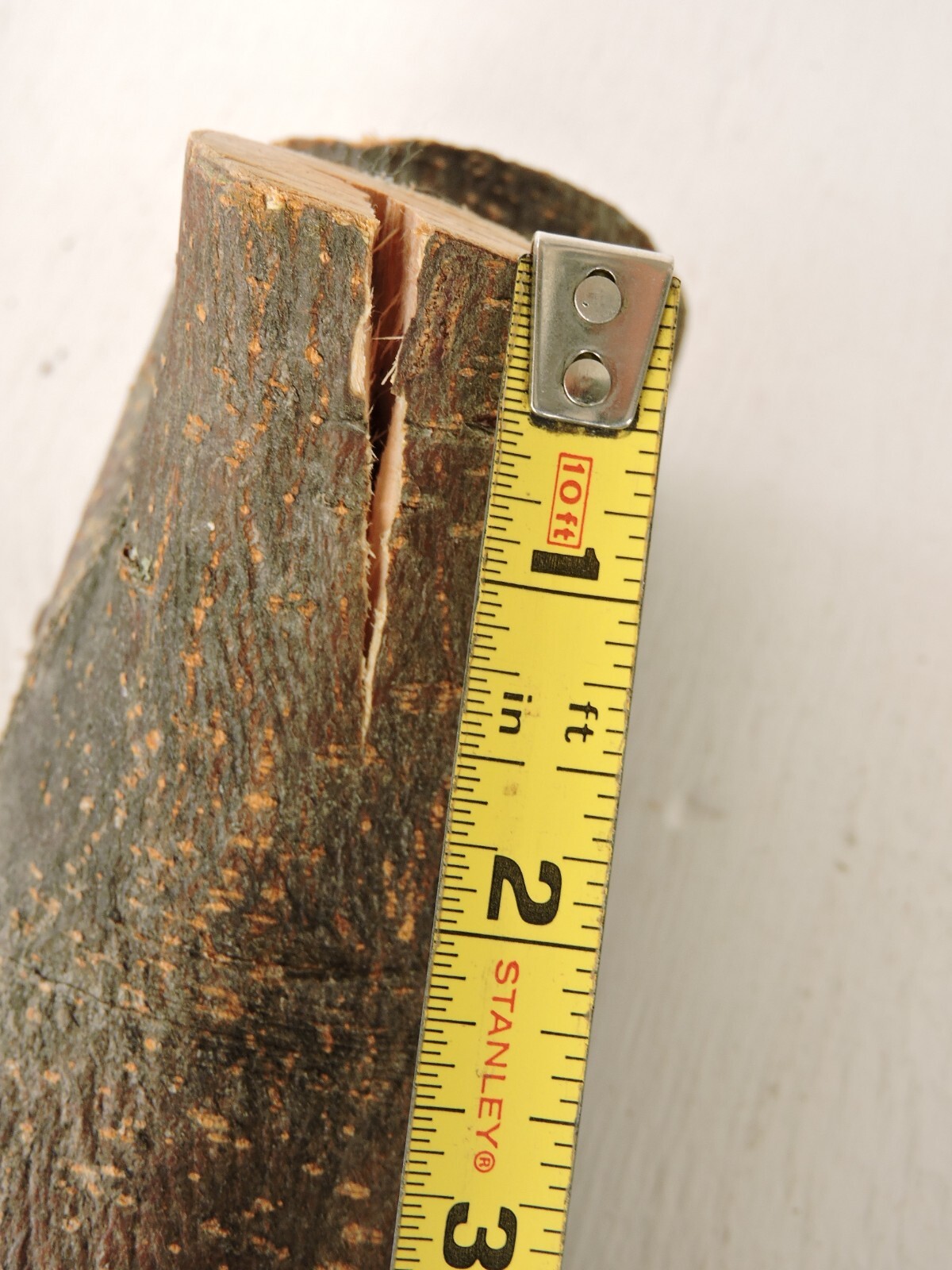 2 Apple Wood Stick Log Chunk Carving Blank Craft Forked Crotch 2 1/4~2 ...