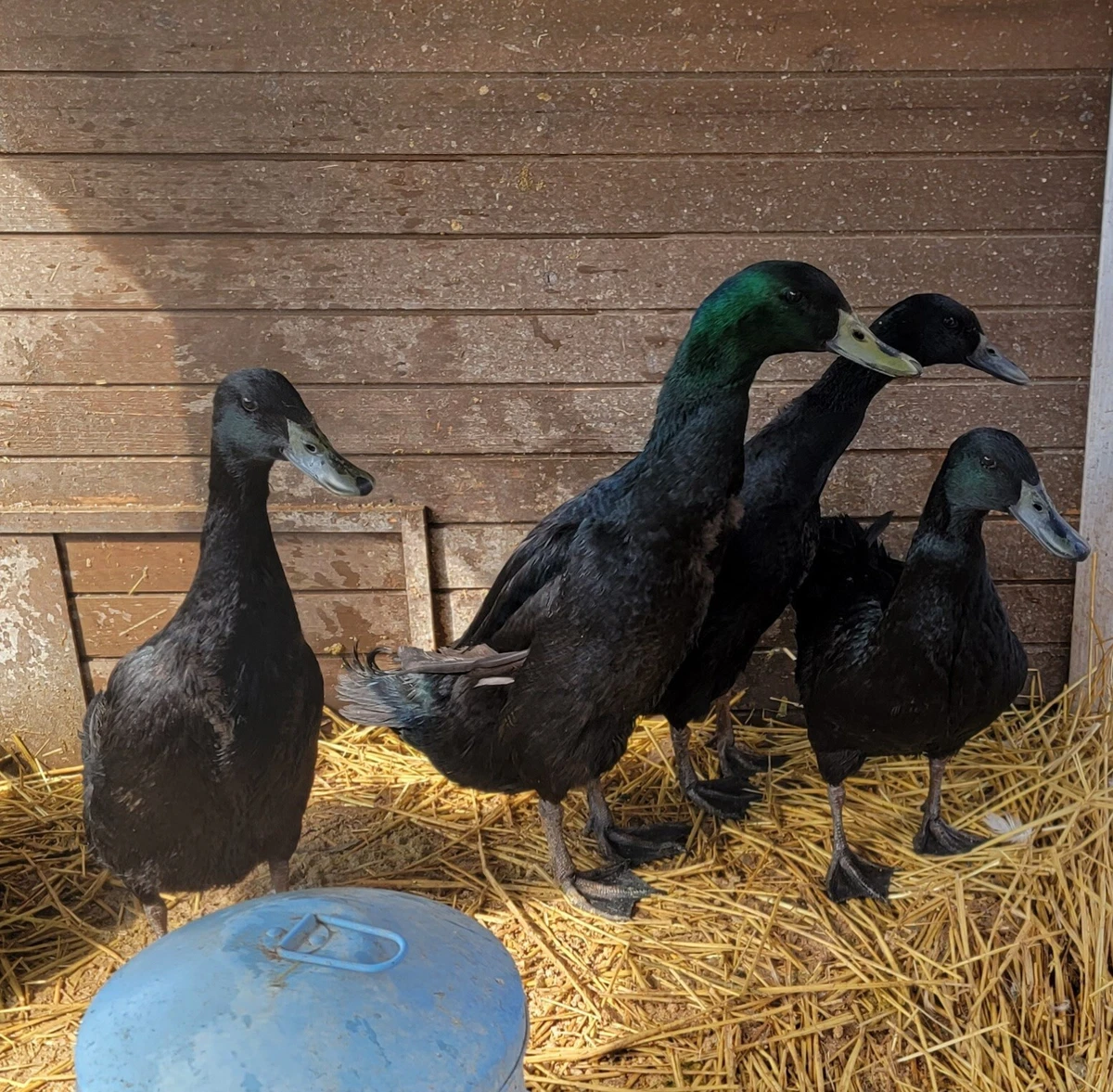 Black Indian Runner Duck