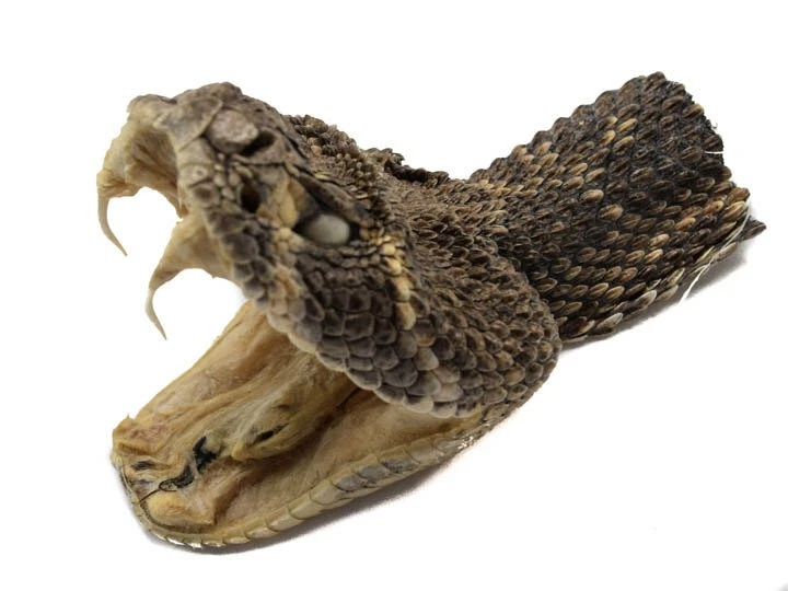 Rattlesnake Skull