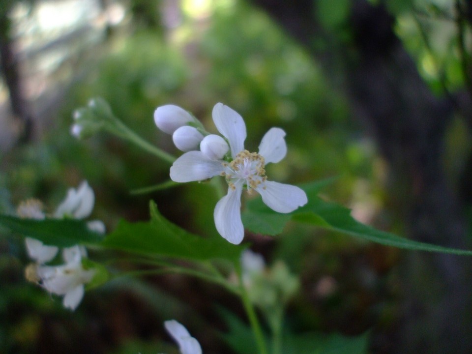 Sida hermaphrodita (Virginia Fanpetals) wildflower seed packet, Z 5 -7 ...