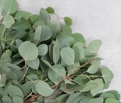 LIVE PLANT 3ft Eucalyptus Bimble box - Poplar box Populnea bimbil ...
