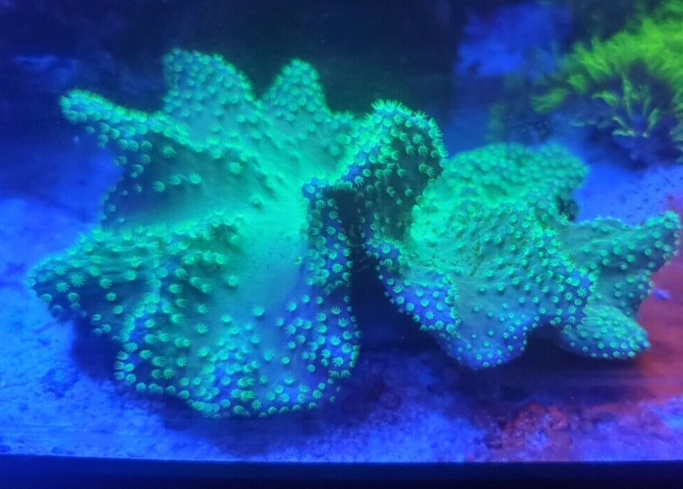 Rare Green Leather Frag Pack, 4 Frags (Reef Salt Water Coral Live ...