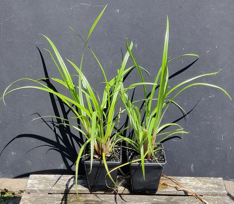 Papyrus, Paper reed, Nile grass, Egyptian paper reed, Cyperus 2 PLANTS ...