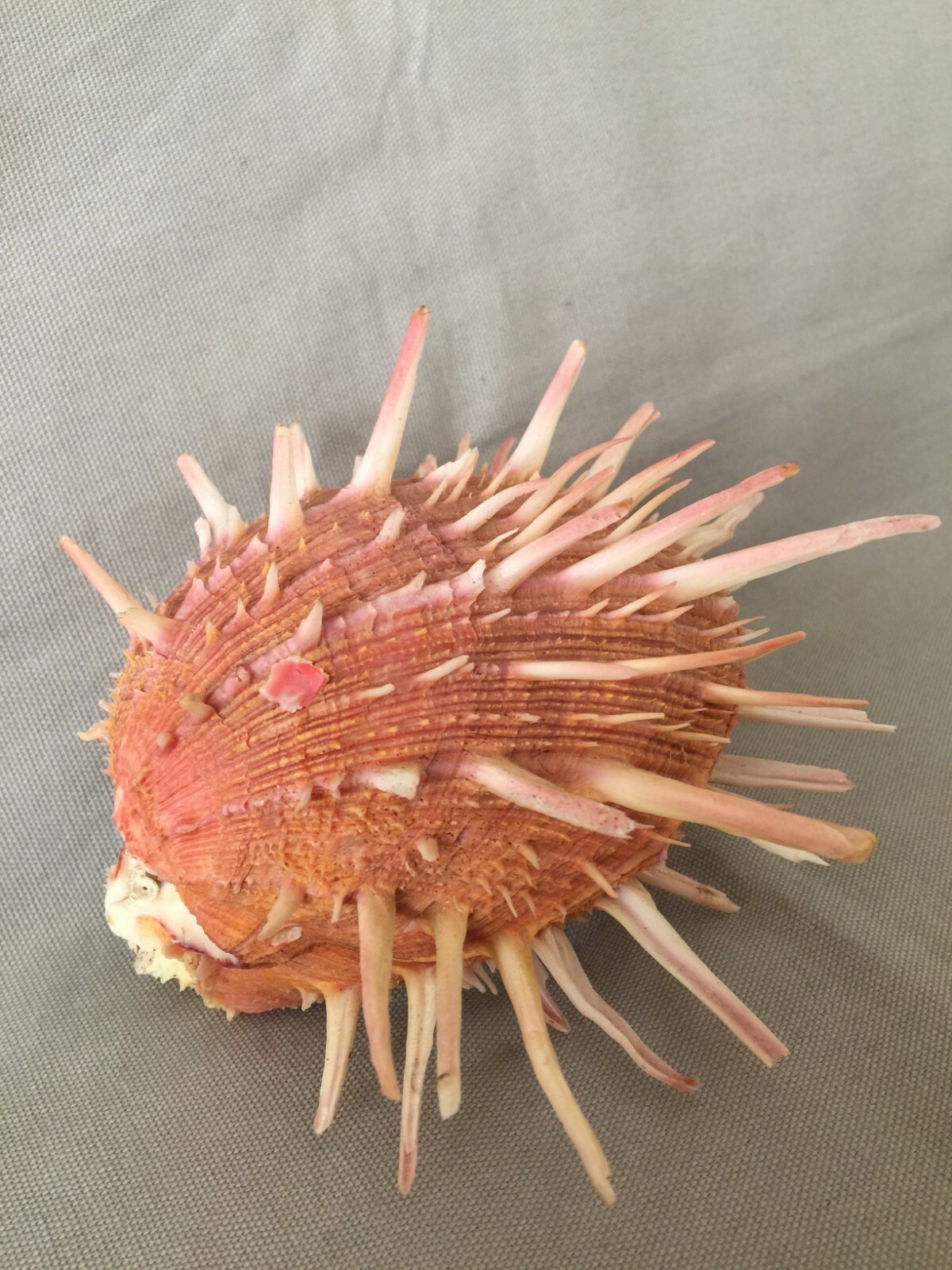 Thorny Oyster Seashell (Spondylus regius) 5"/127mm Long With Stand | eBay