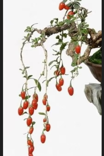 Bonsai Tree Goji -Berry Tree 10 Seeds - Exotic and Rare Indeed. | eBay
