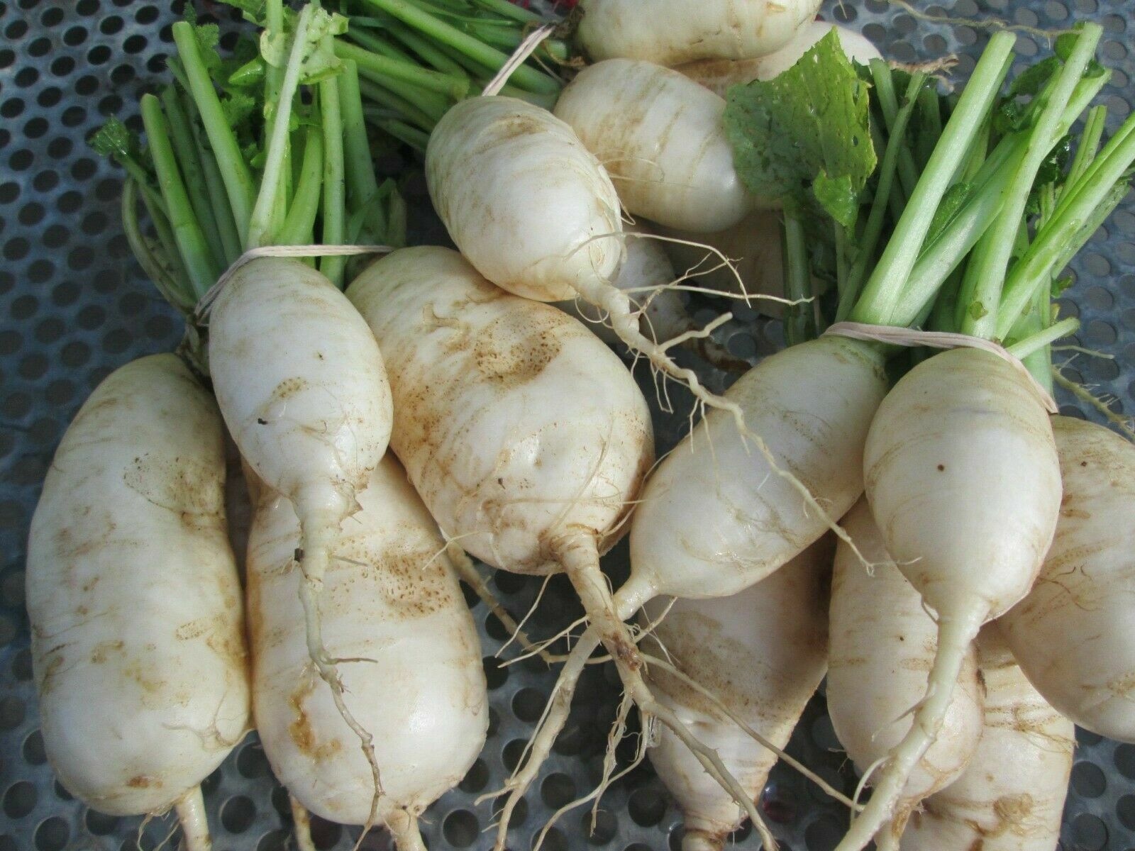 Jersey Navet Turnip - Vertus Marteau - 100+ seeds - Semillas - Graines ...