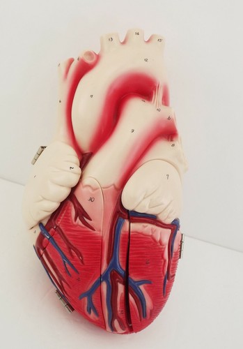 Vintage Heart Model Denoyer Geppert 60640 Heart Anatomical Model ...