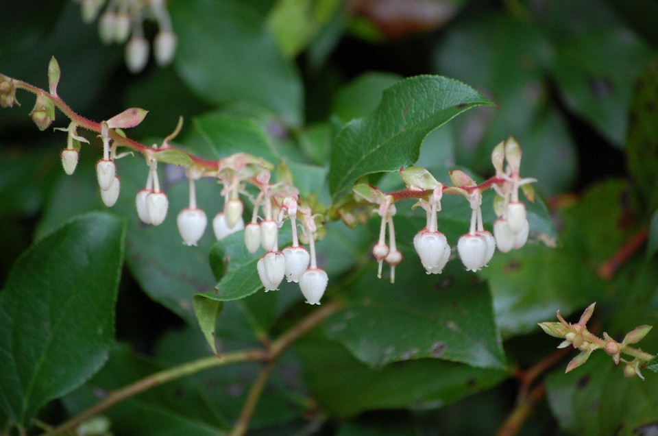 Salal Berry / Gaultheria shallon (30 seeds) | eBay